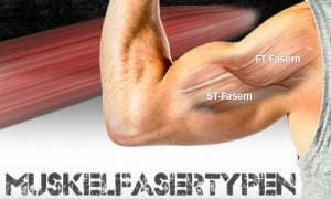 Muskelfasertypen: Welche Verschiedenen Gibt Es?